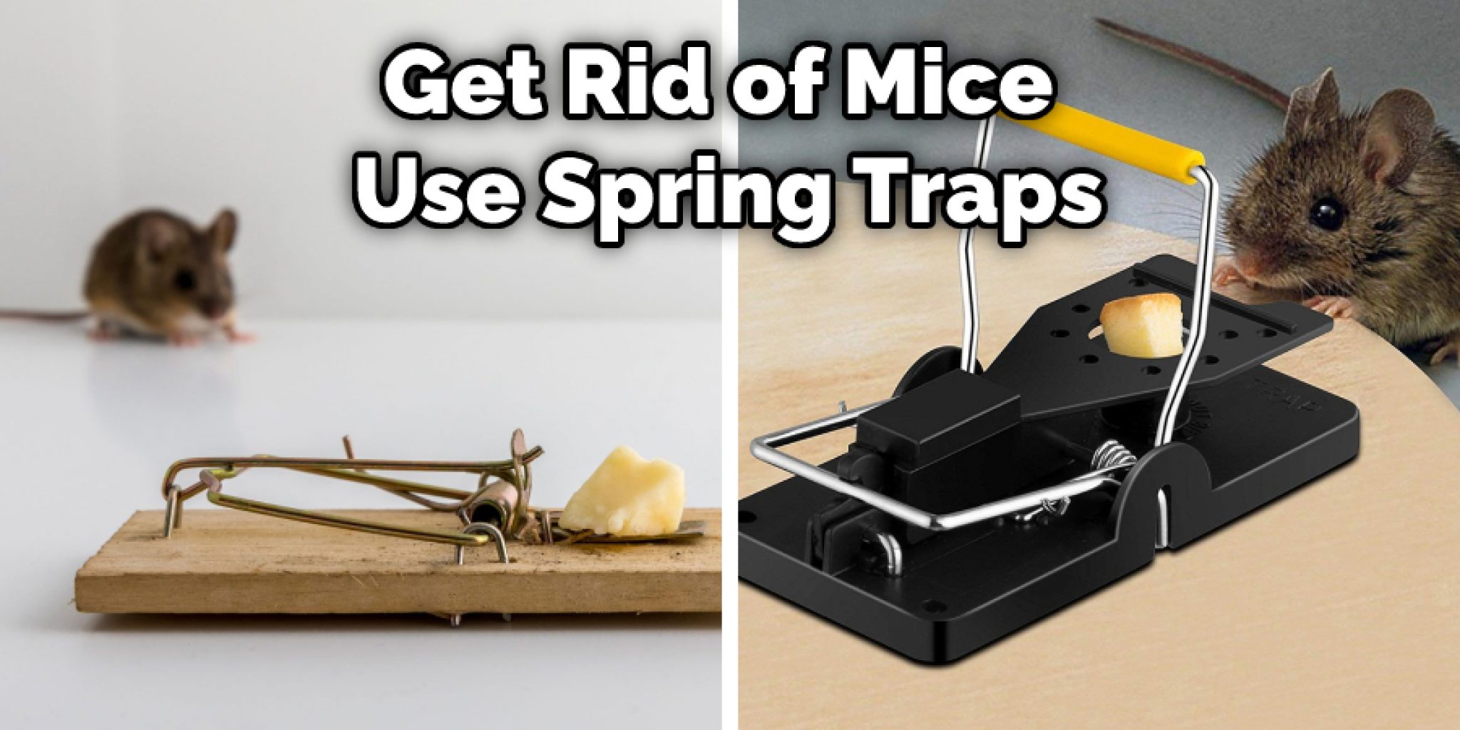 How to Get Rid of Mice from Garage | 9 Steps Instructions
