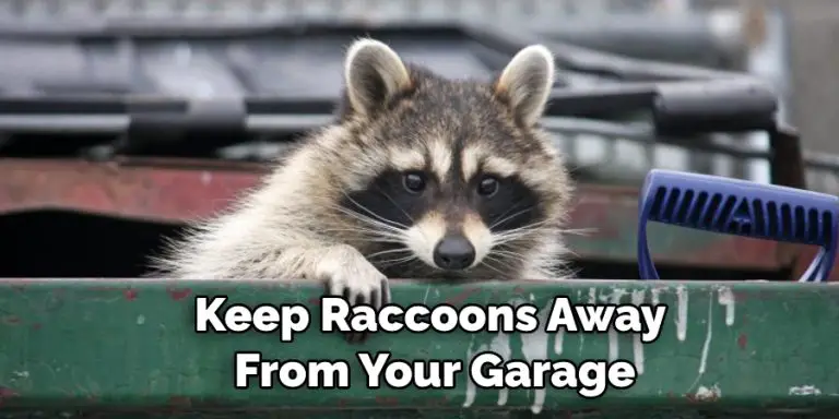 How to Get Rid of Raccoons in Garage | 12 Easy Ways (2025)