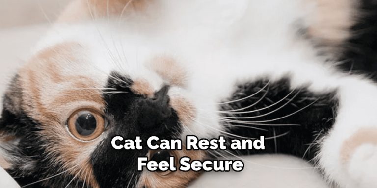 How to Make Your Garage Cat Friendly | 10 Easy Steps (2026)