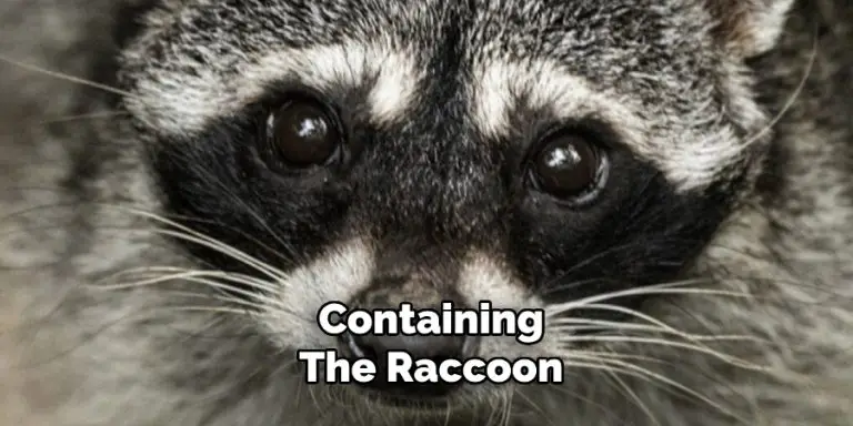 How to Get a Racoon out Of Your Garage | Easy Guide (2026)